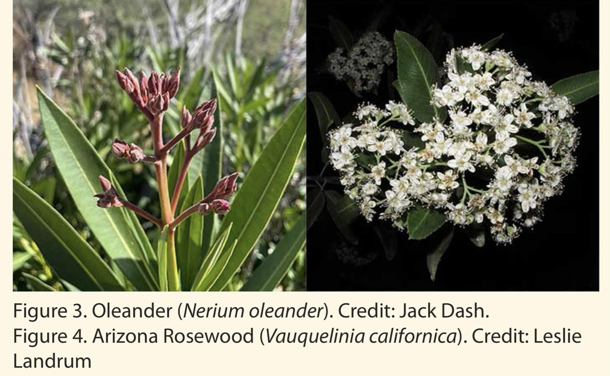Phoenix : The Arizona Native Plant Society