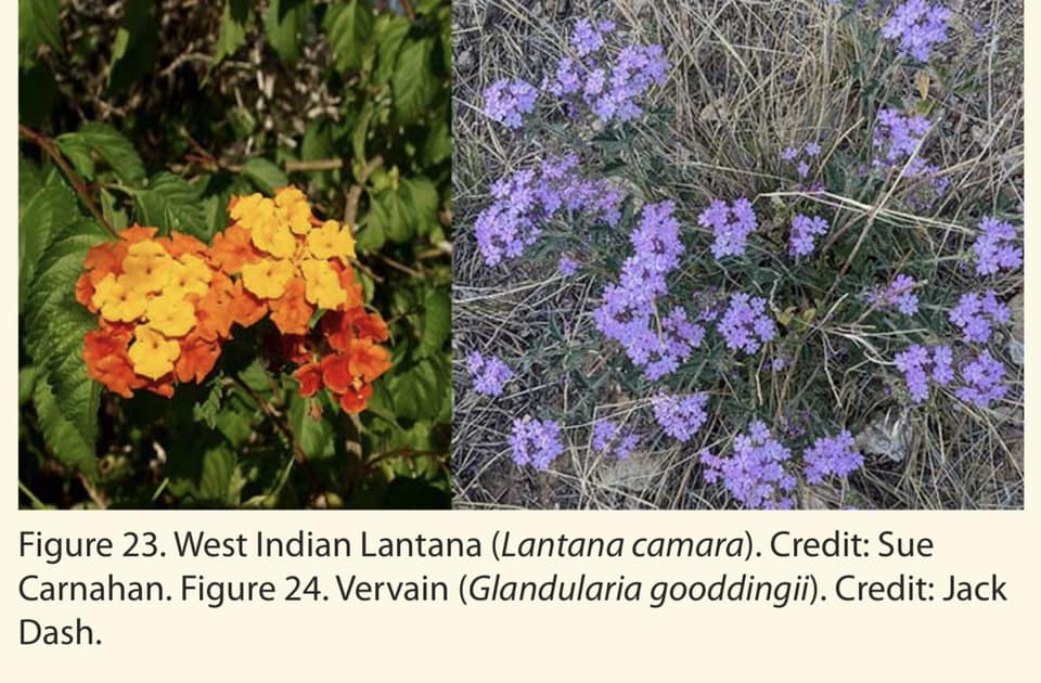 Phoenix : The Arizona Native Plant Society