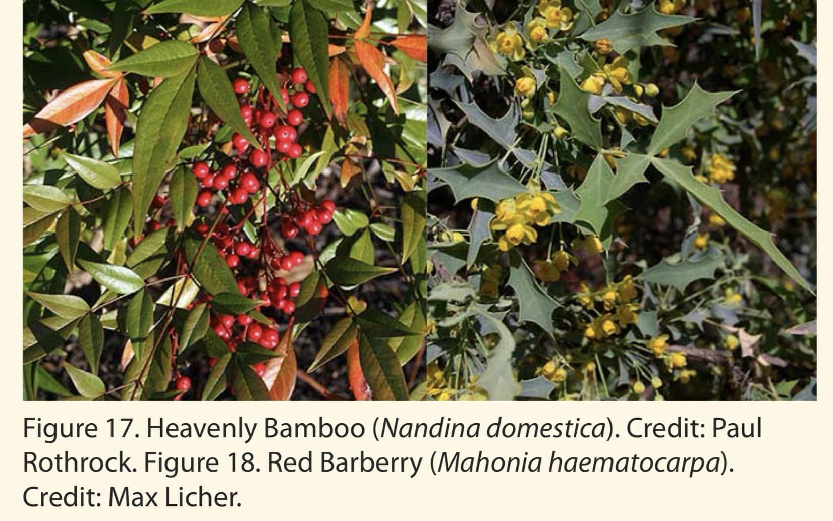 Phoenix : The Arizona Native Plant Society