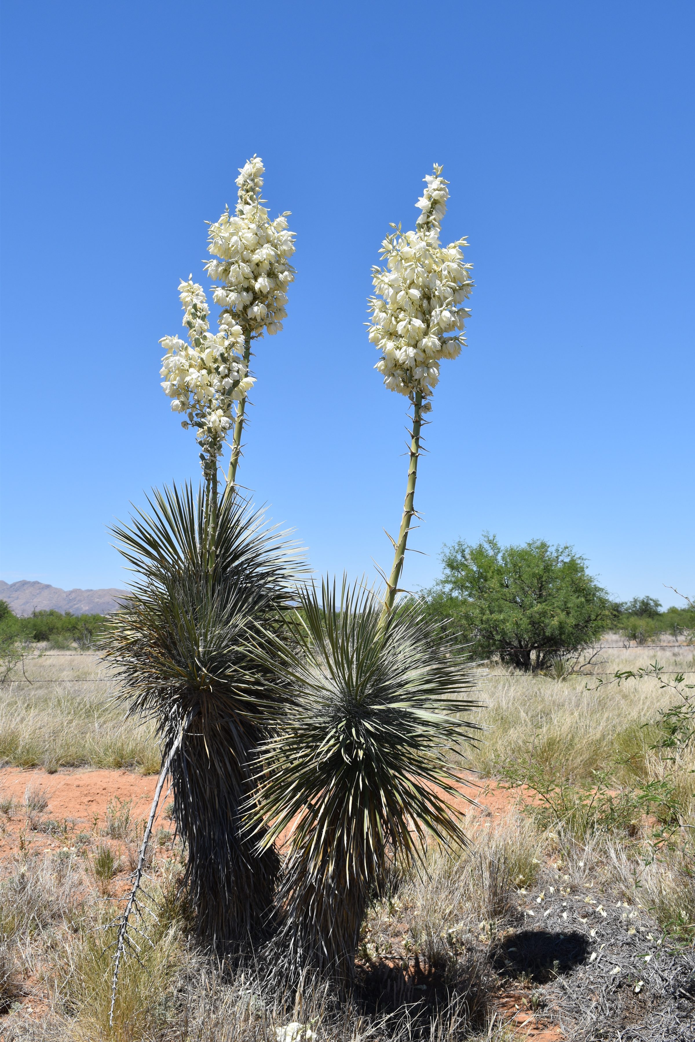 Soaptree Yucca The Arizona Native Plant Society
