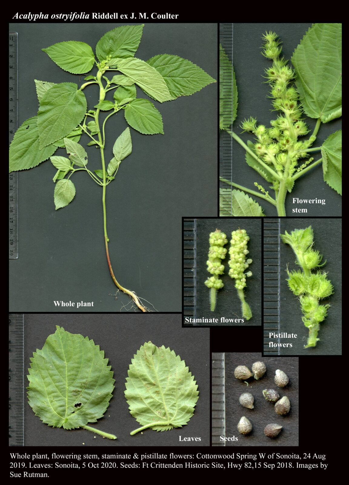 Acalypha ostryifolia : The Arizona Native Plant Society