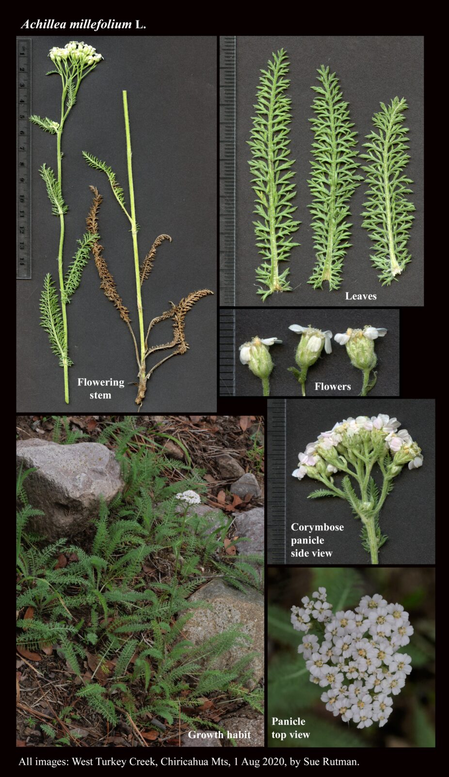 Achillea millefolium : The Arizona Native Plant Society