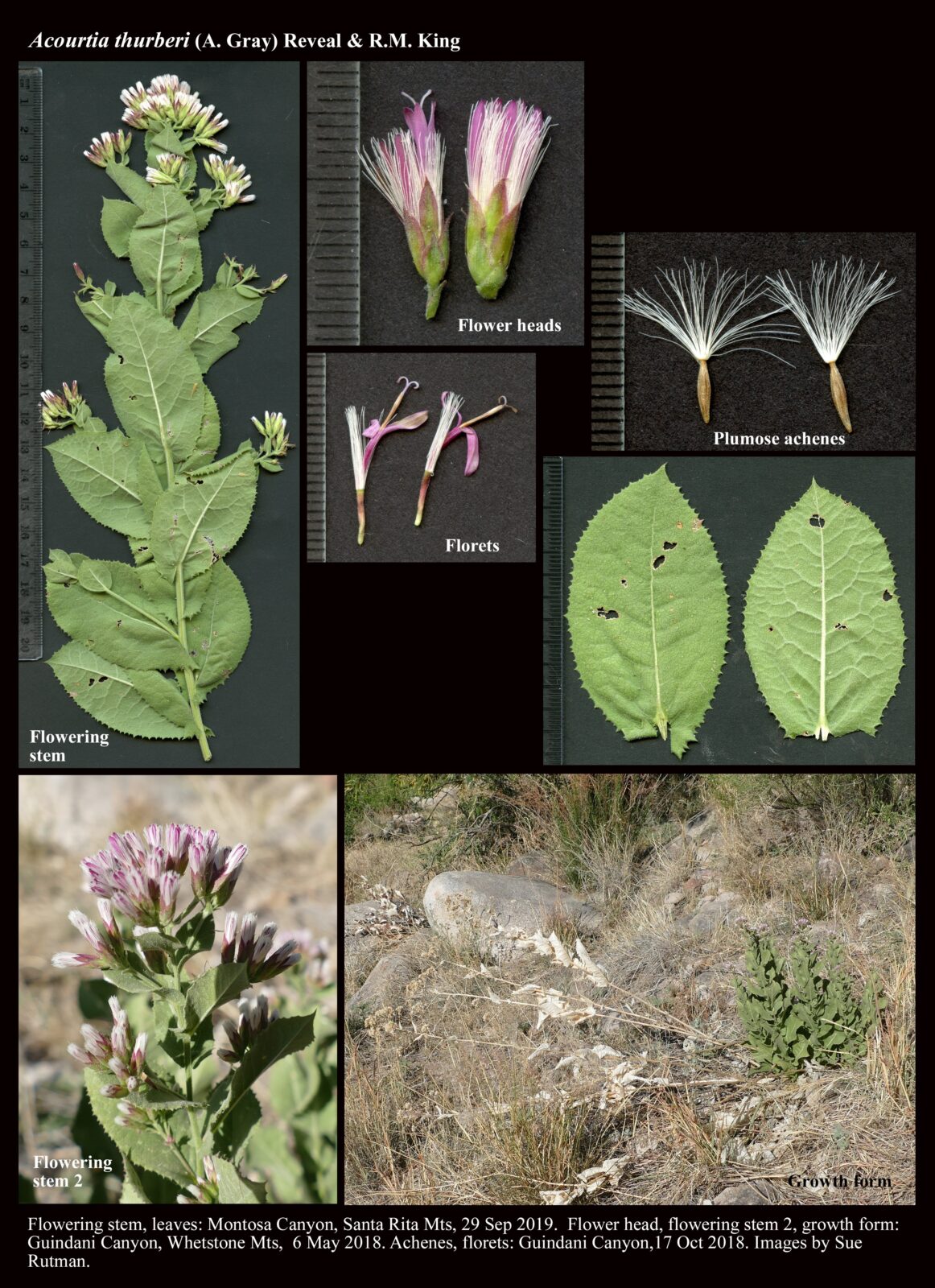 Acourtia thurberi : The Arizona Native Plant Society