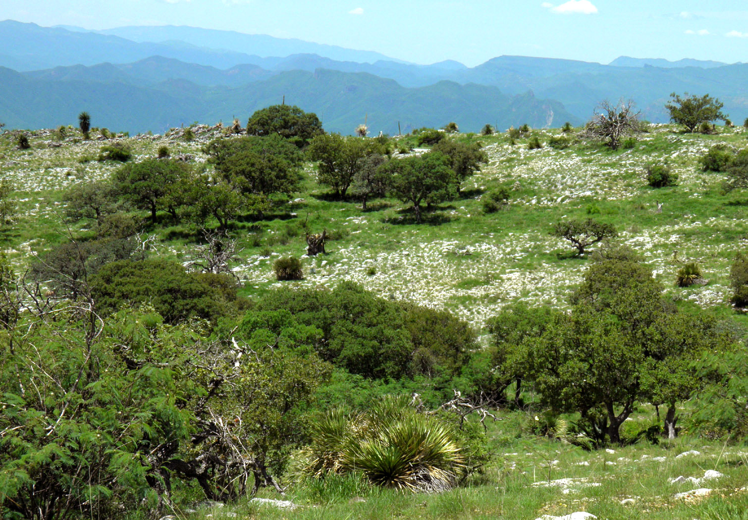 Tucson April Monthly Chapter Meeting- Flora of the Sierra Murrieta ...