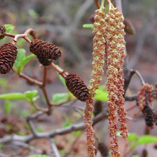 Arizona Alder : The Arizona Native Plant Society