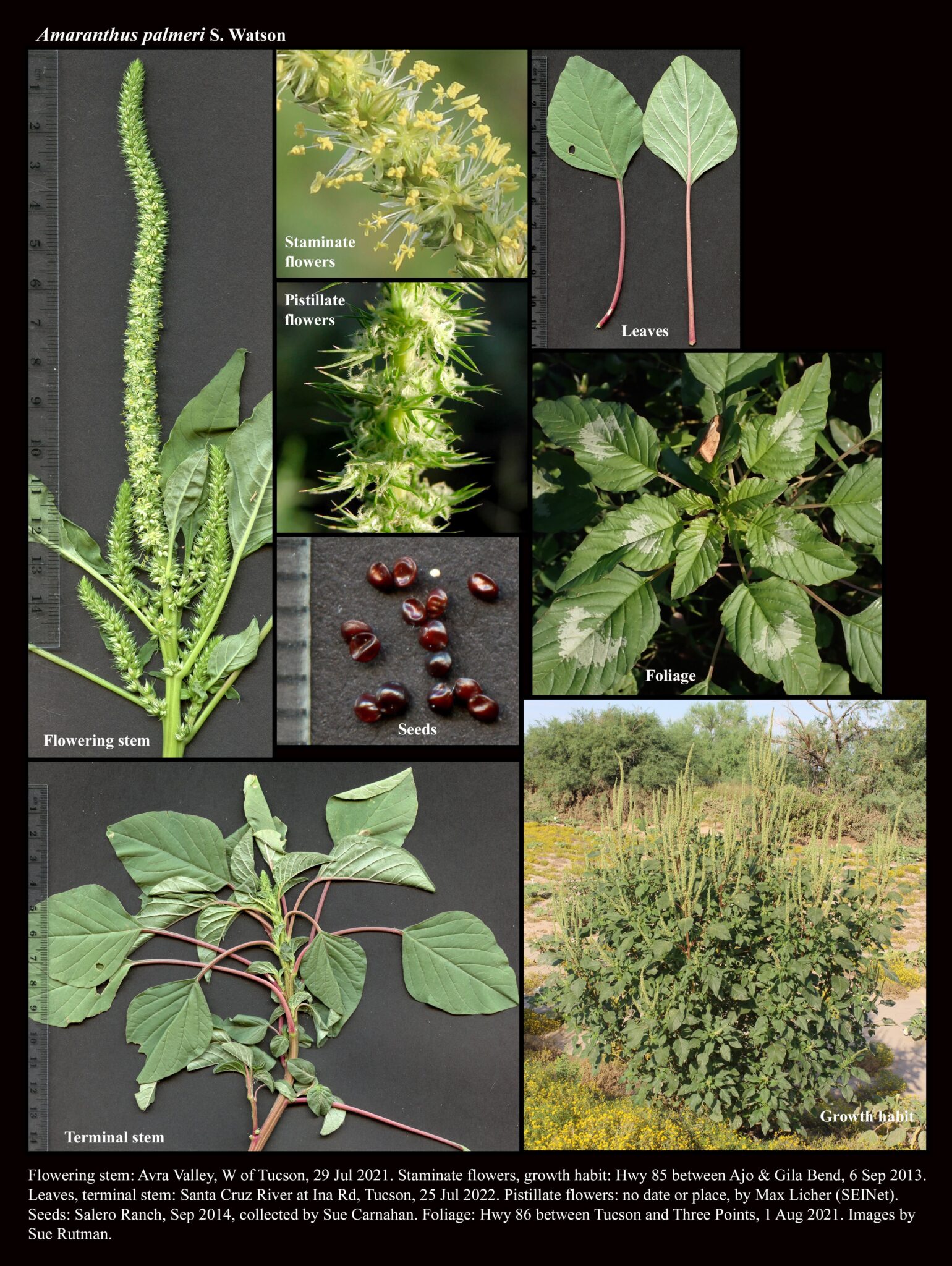 Amaranthus palmeri : The Arizona Native Plant Society