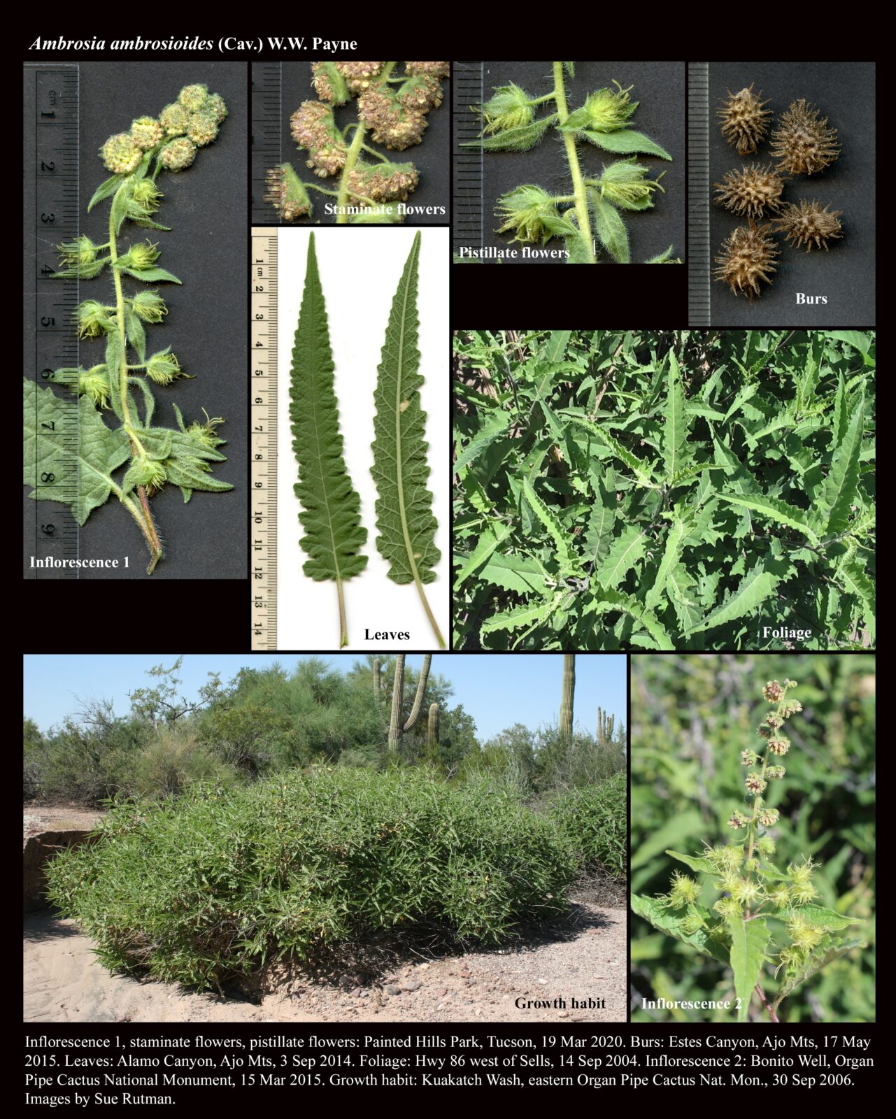 Ambrosia ambrosioides : The Arizona Native Plant Society