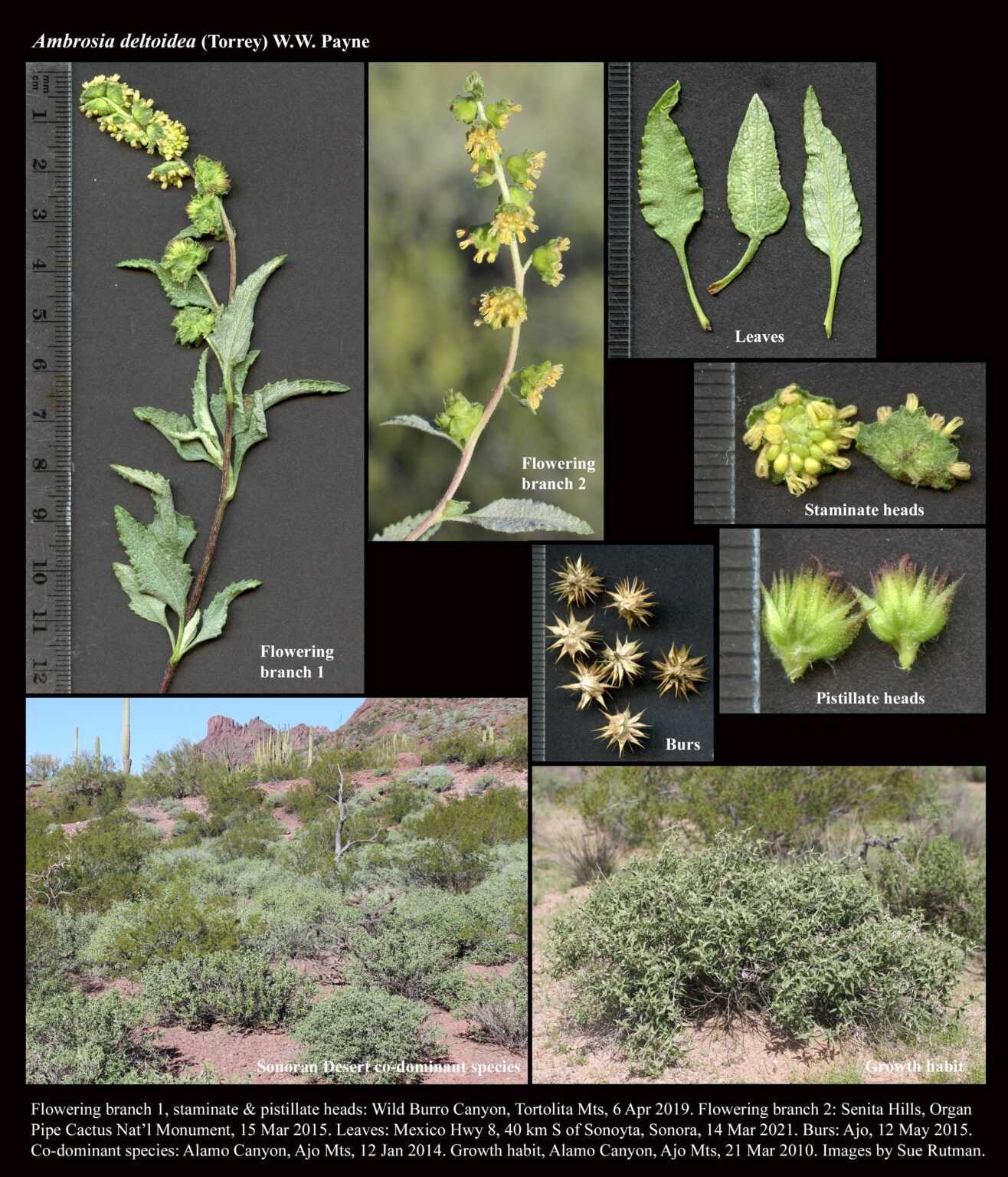 Ambrosia deltoidea : The Arizona Native Plant Society