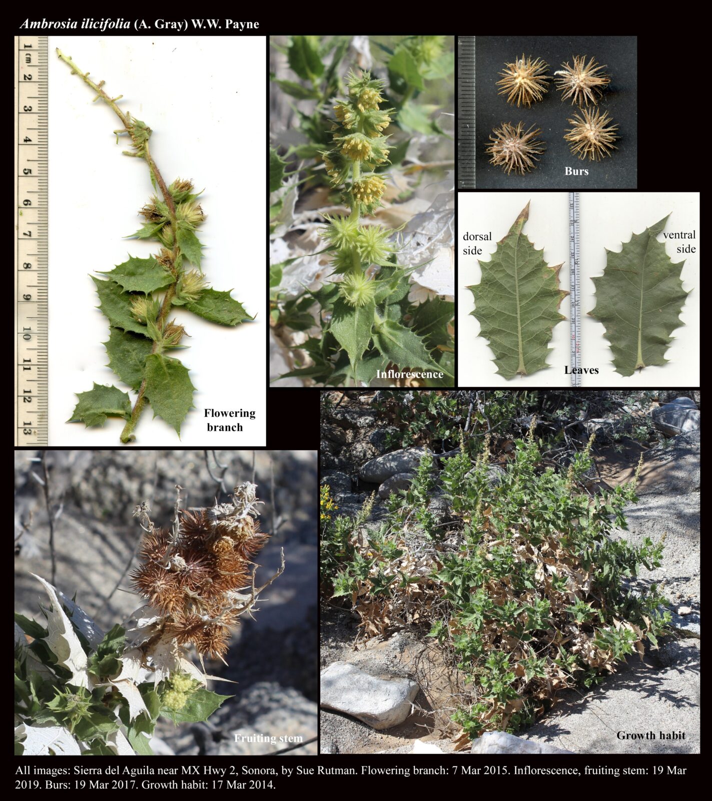 Ambrosia ilicifolia : The Arizona Native Plant Society