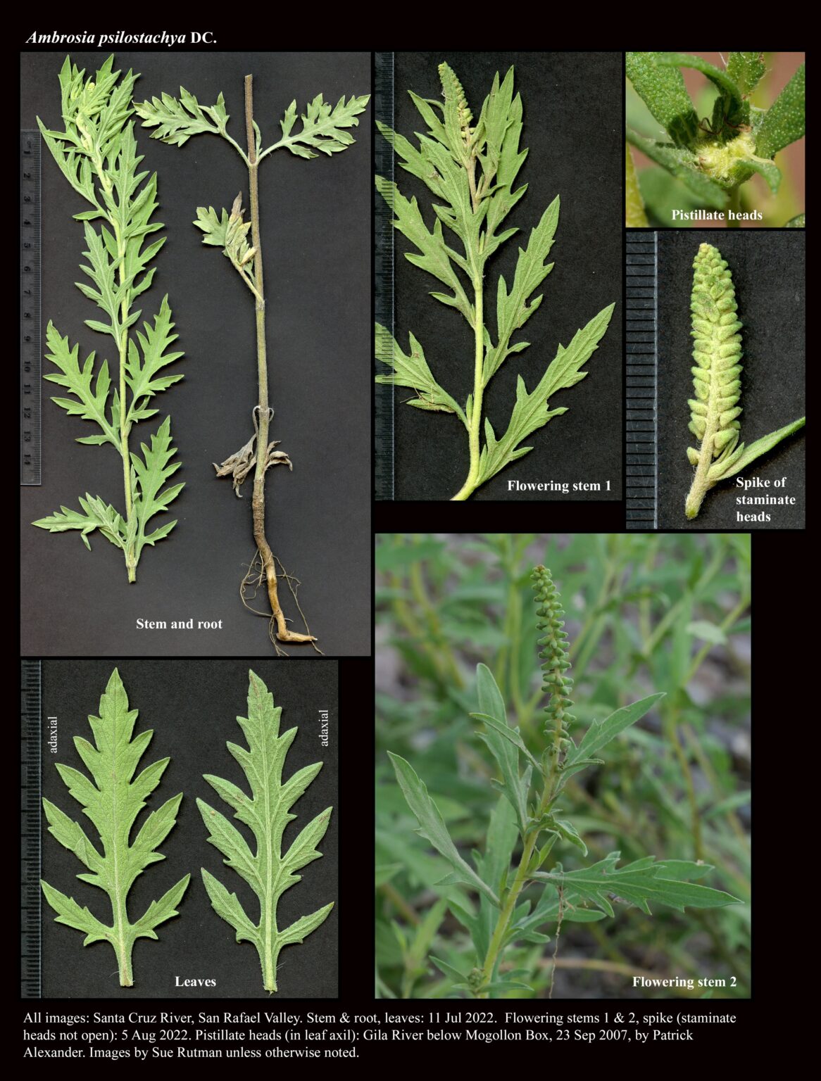 Ambrosia psilostachya : The Arizona Native Plant Society