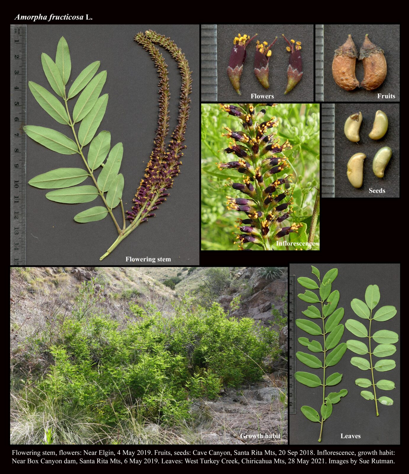Amorpha fruticosa : The Arizona Native Plant Society
