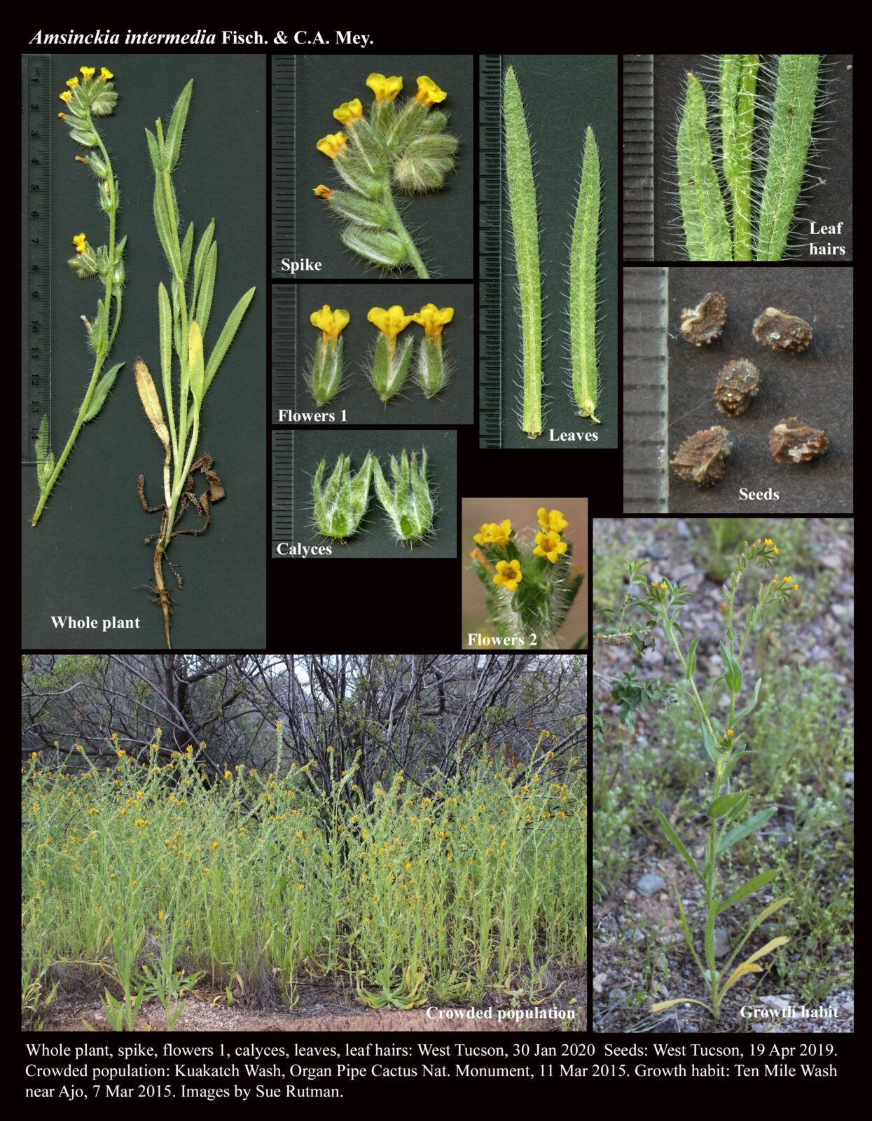 Amsinkia intermedia : The Arizona Native Plant Society