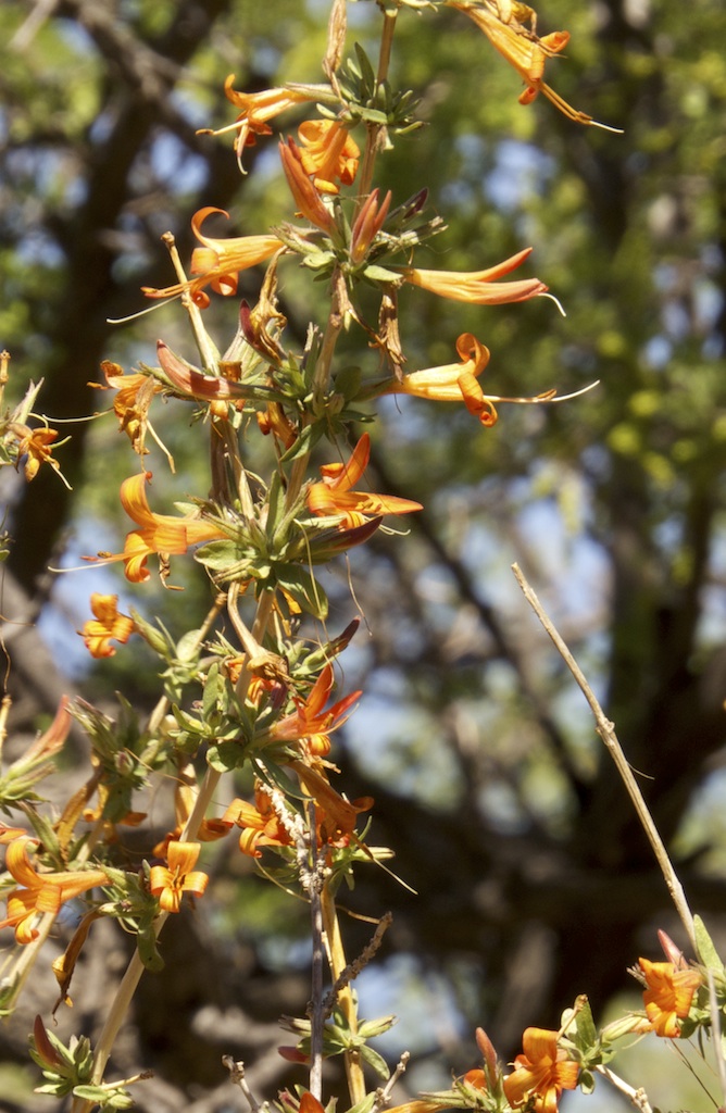 TUCSON FIELD TRIP – Native Plant Responses to the Bighorn Fire : The ...