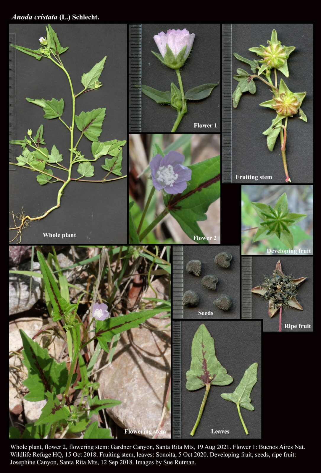 Anoda cristata : The Arizona Native Plant Society