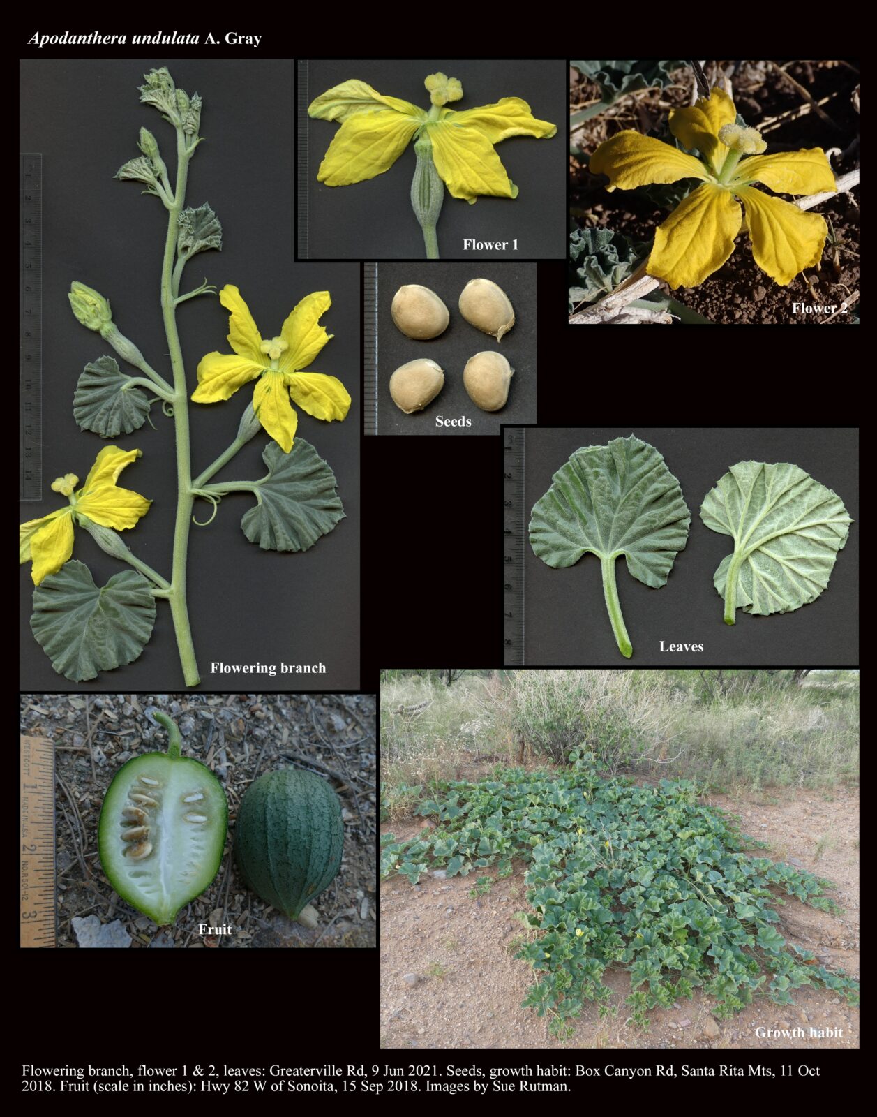 Apodanthera undulata : The Arizona Native Plant Society