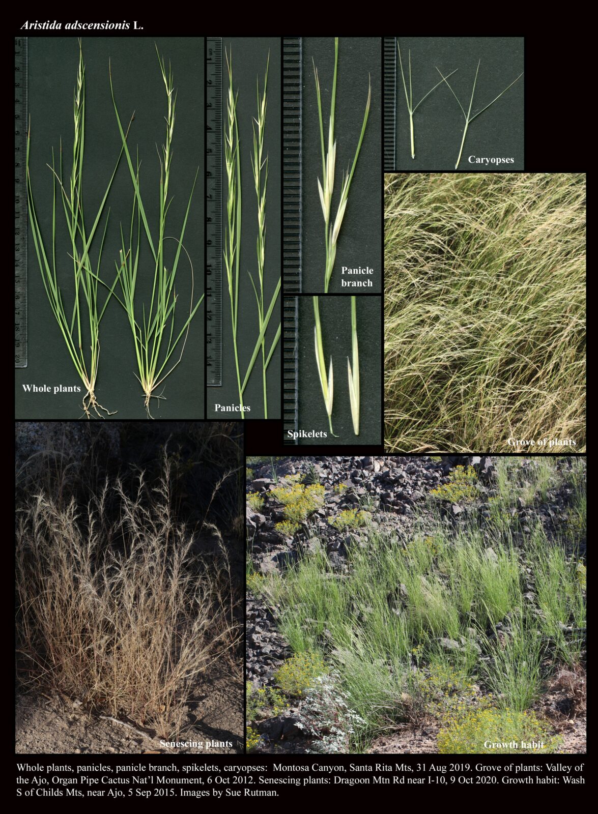 Aristida adscensionis : The Arizona Native Plant Society