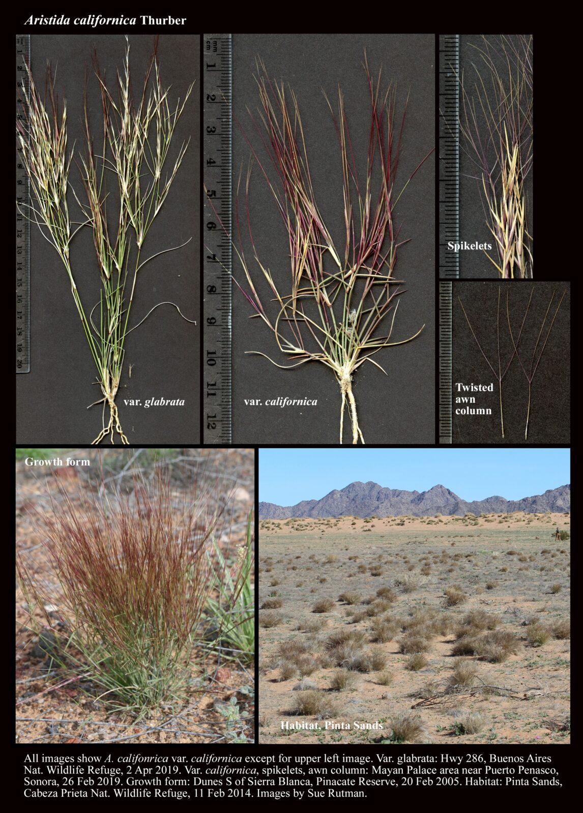 Aristida californica var. californica : The Arizona Native Plant Society