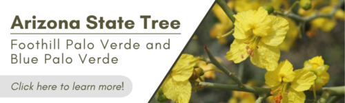 The Arizona Native Plant Society