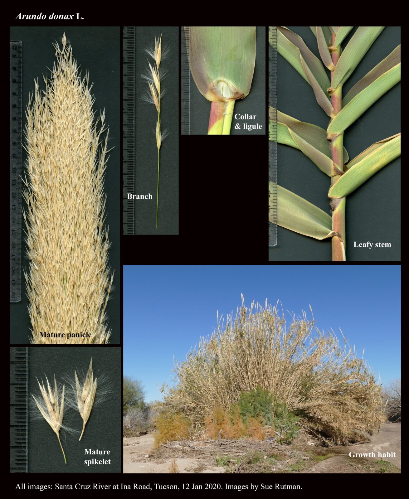 Arundo donax : The Arizona Native Plant Society