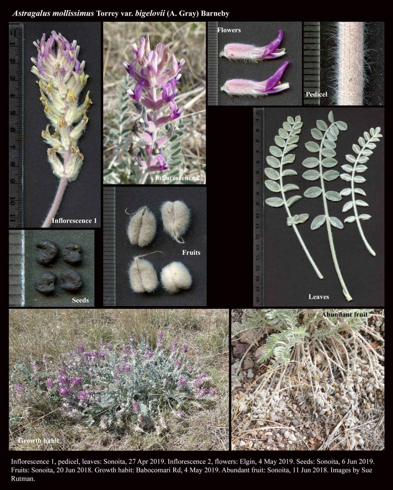 Astragalus mollissimus var. bigelovii : The Arizona Native Plant Society