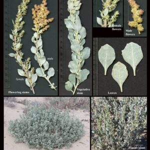 Family Amaranthaceae : The Arizona Native Plant Society