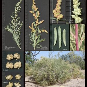 Family Amaranthaceae : The Arizona Native Plant Society