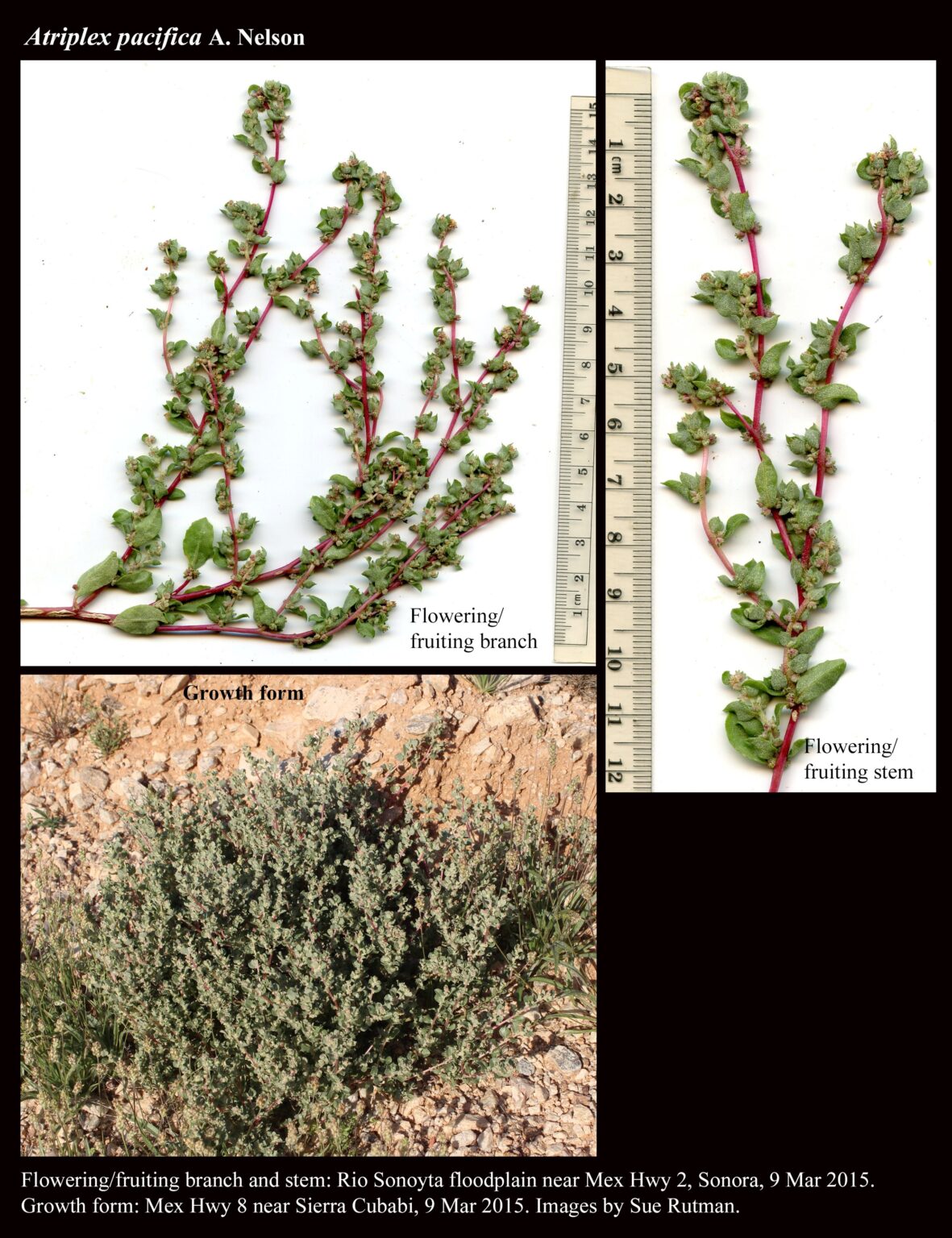 Atriplex pacifica : The Arizona Native Plant Society