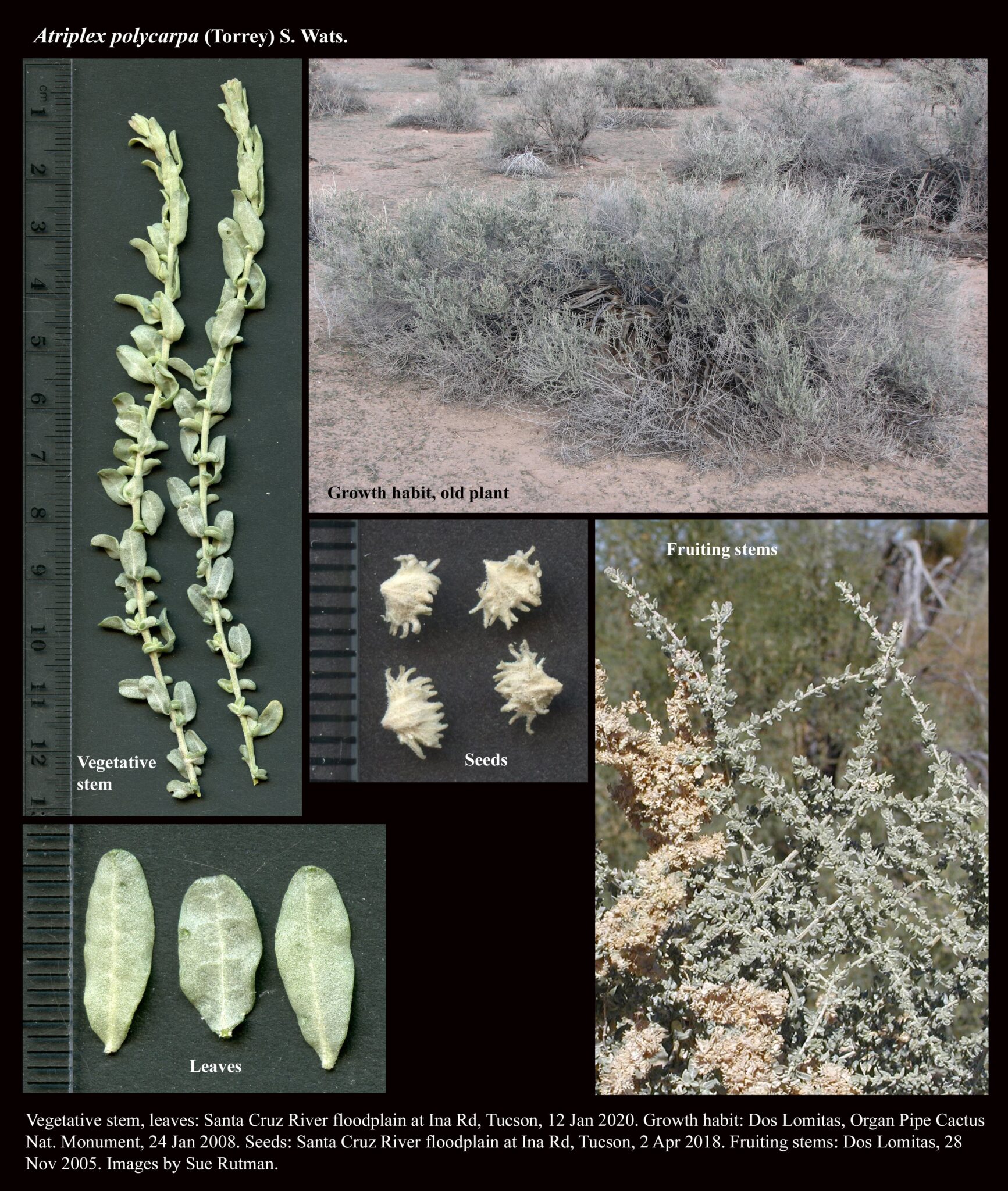 Atriplex polycarpa : The Arizona Native Plant Society