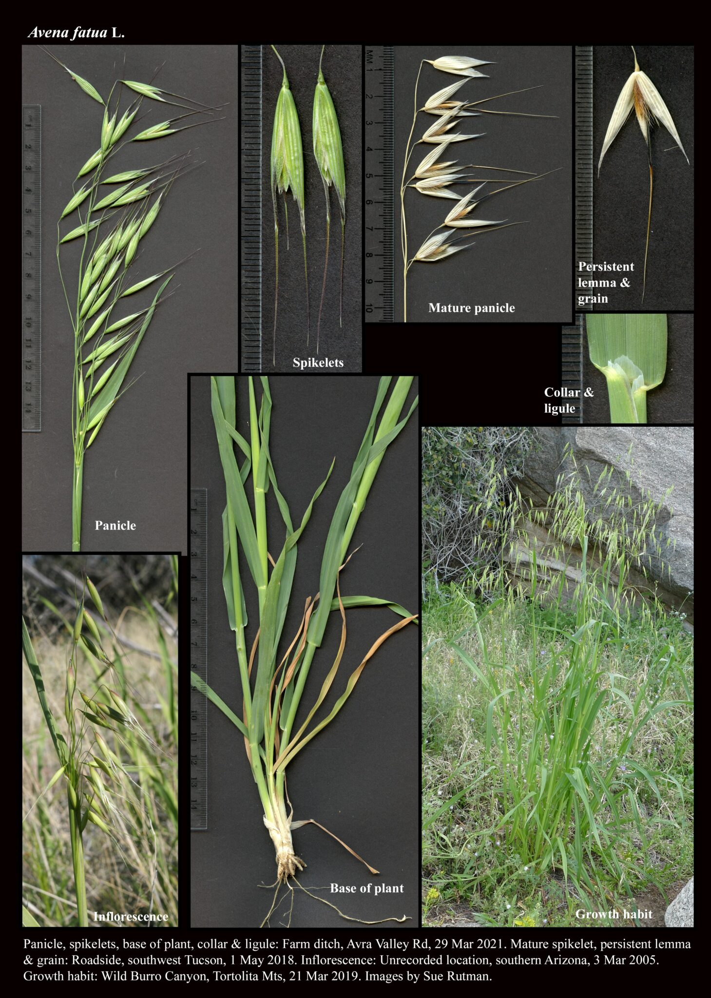 Avena fatua : The Arizona Native Plant Society