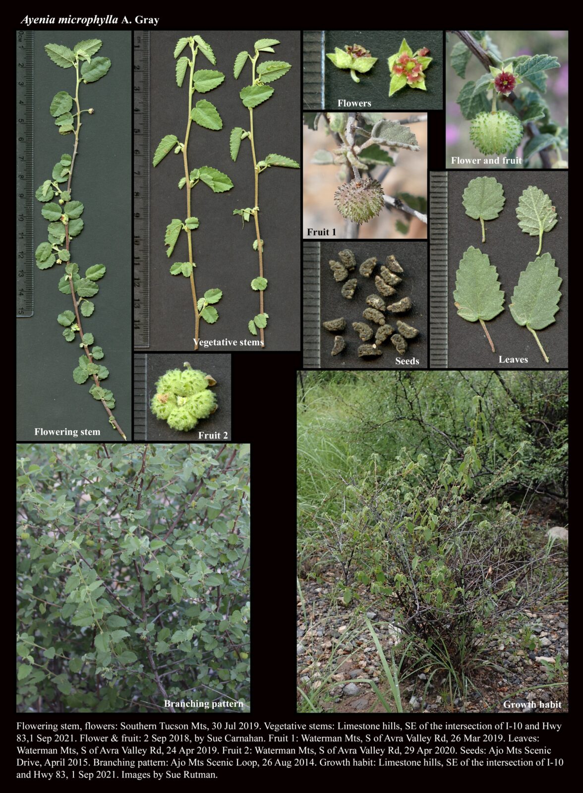 Ayenia microphylla : The Arizona Native Plant Society