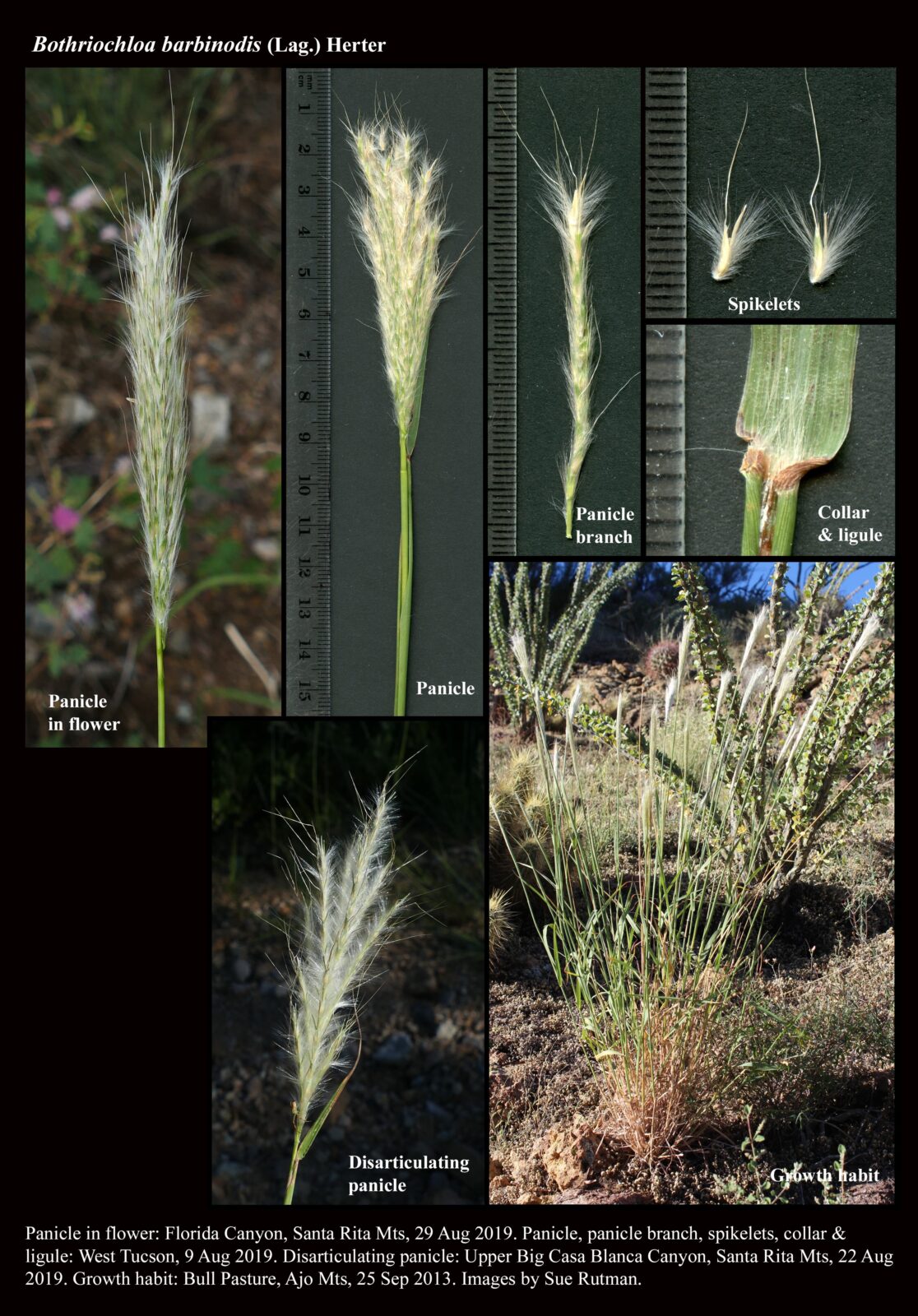 Bothriochloa barbinodis : The Arizona Native Plant Society