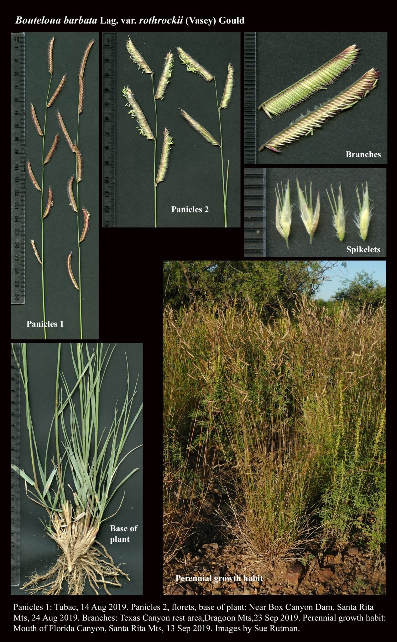 Bouteloua barbata var. rothrockii : The Arizona Native Plant Society