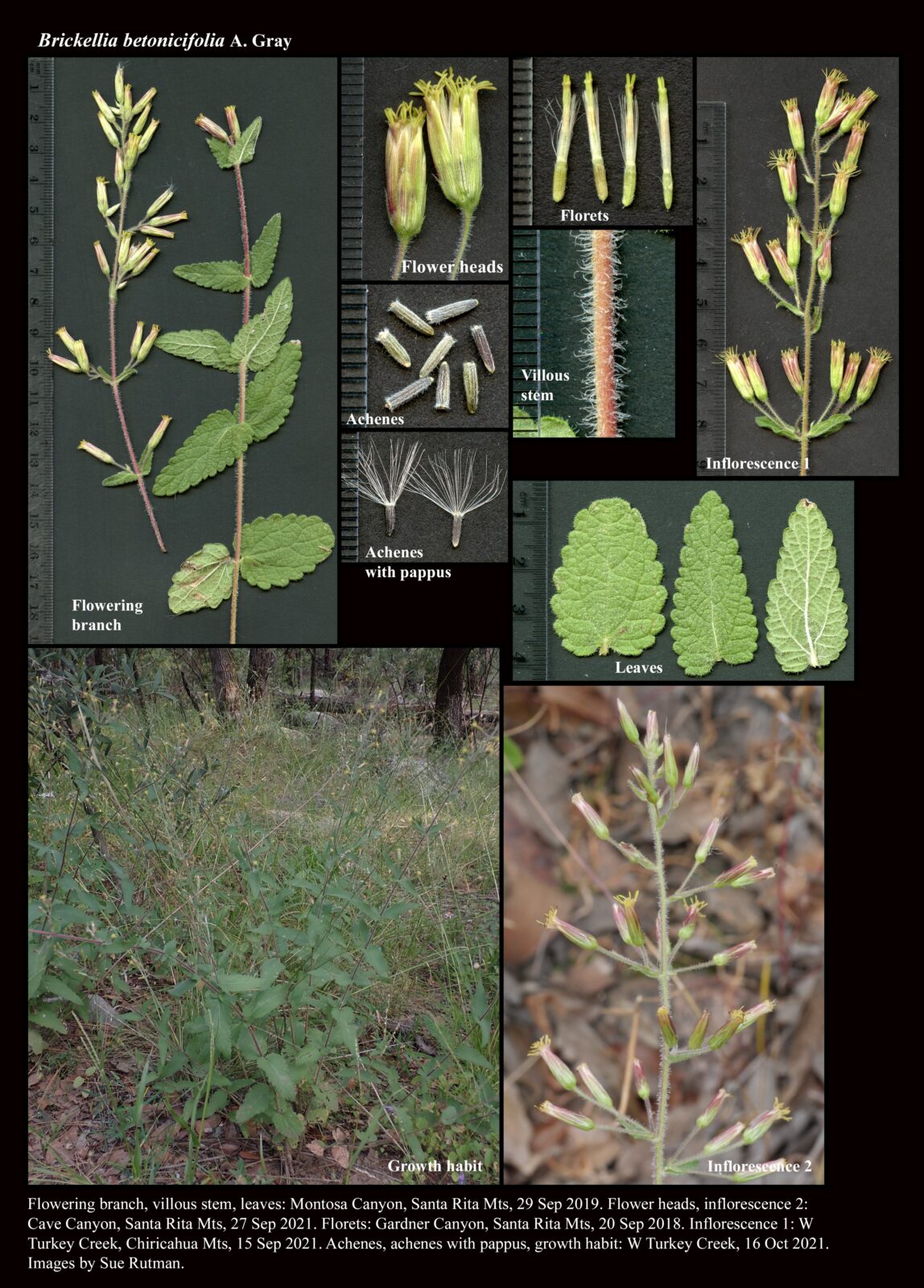 Brickellia betonicifolia : The Arizona Native Plant Society