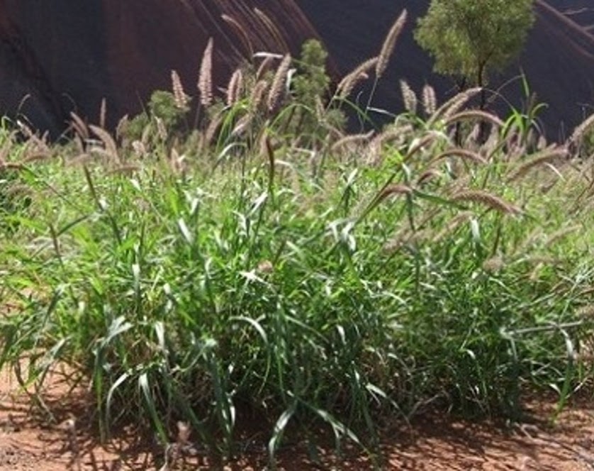 Invasive Plants : The Arizona Native Plant Society