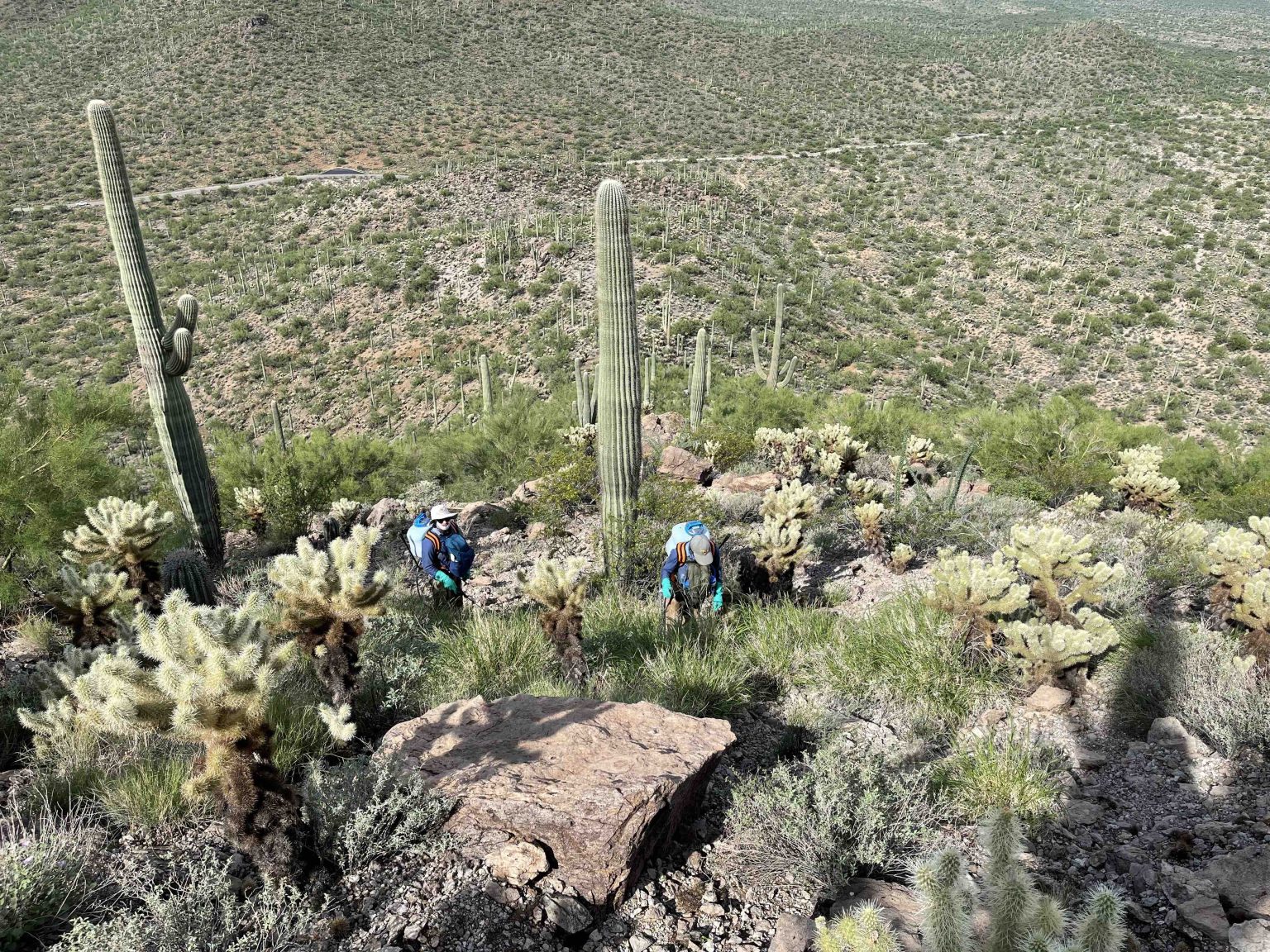 Tucson : The Arizona Native Plant Society