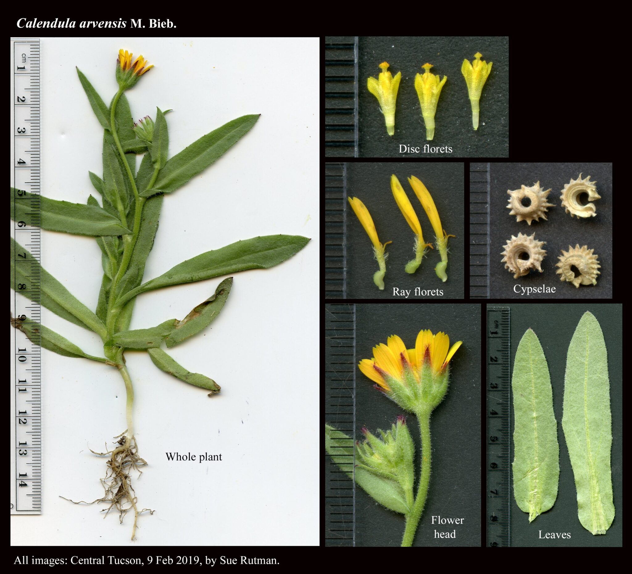 Calendula arvensis : The Arizona Native Plant Society