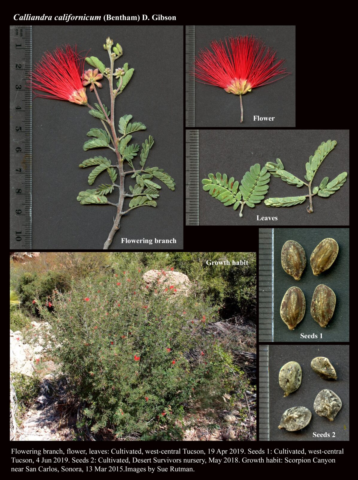 Calliandra californica : The Arizona Native Plant Society
