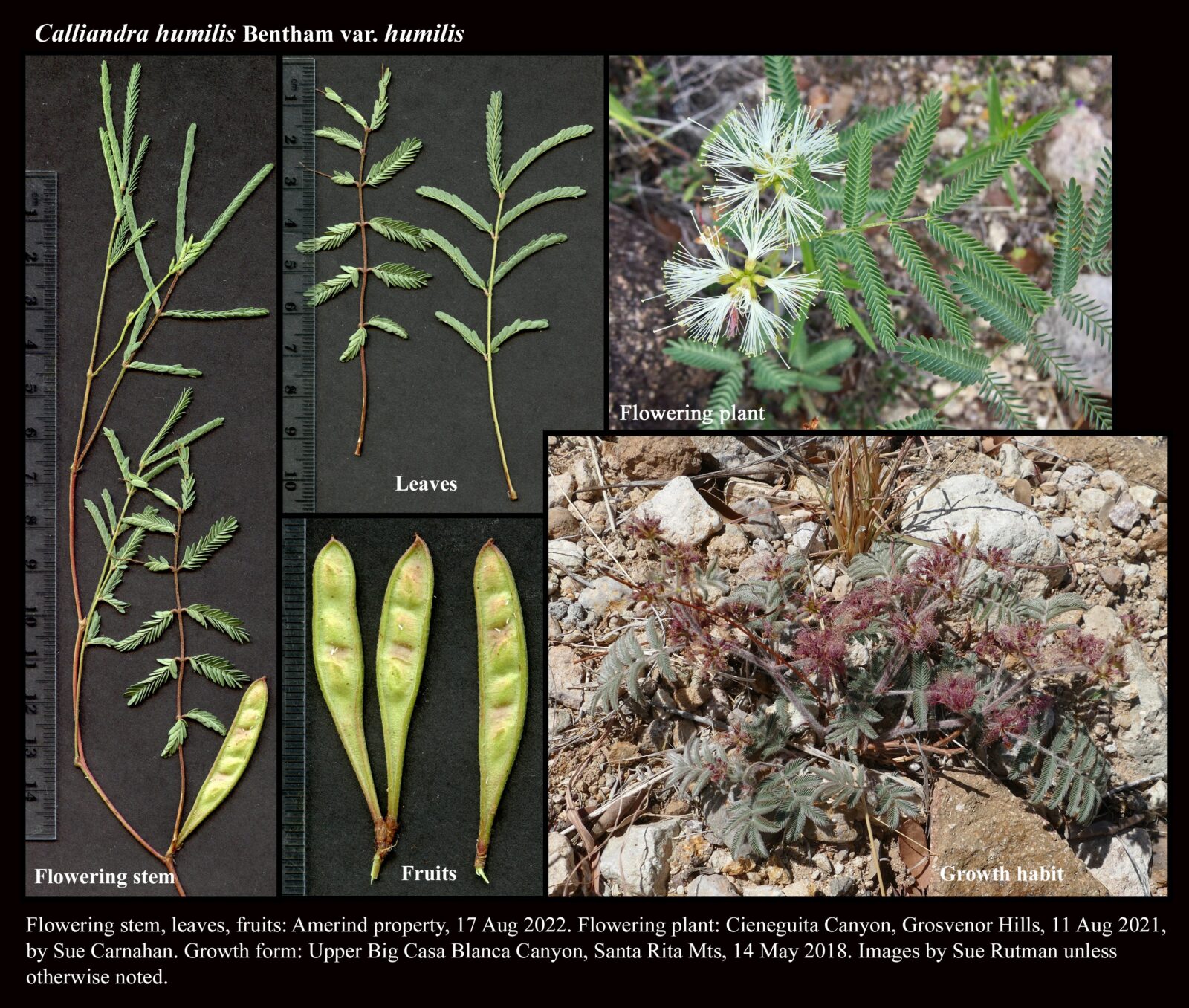 Calliandra humilis var. humilis : The Arizona Native Plant Society
