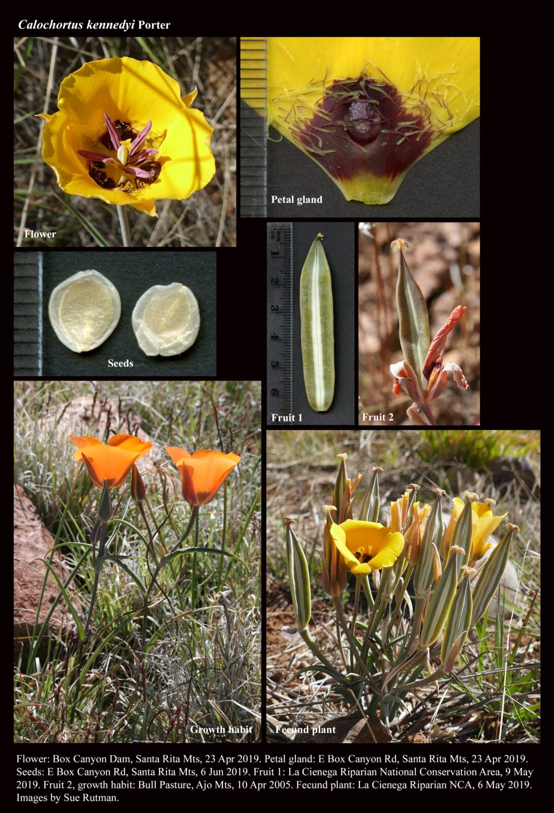 Calochortus kennedyi : The Arizona Native Plant Society