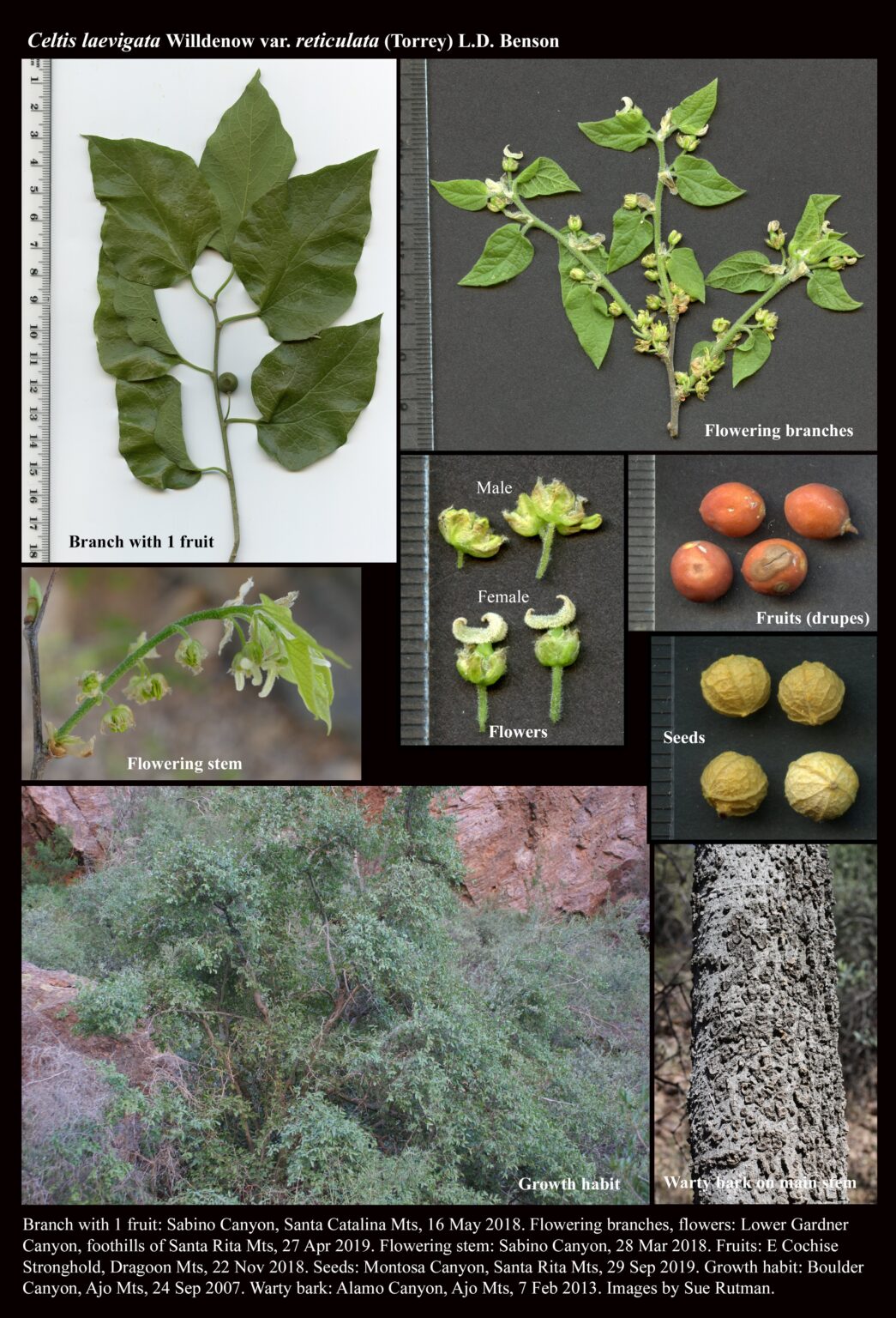 Celtis laevigata var. reticulata : The Arizona Native Plant Society