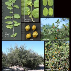 Family Cannabaceae : The Arizona Native Plant Society