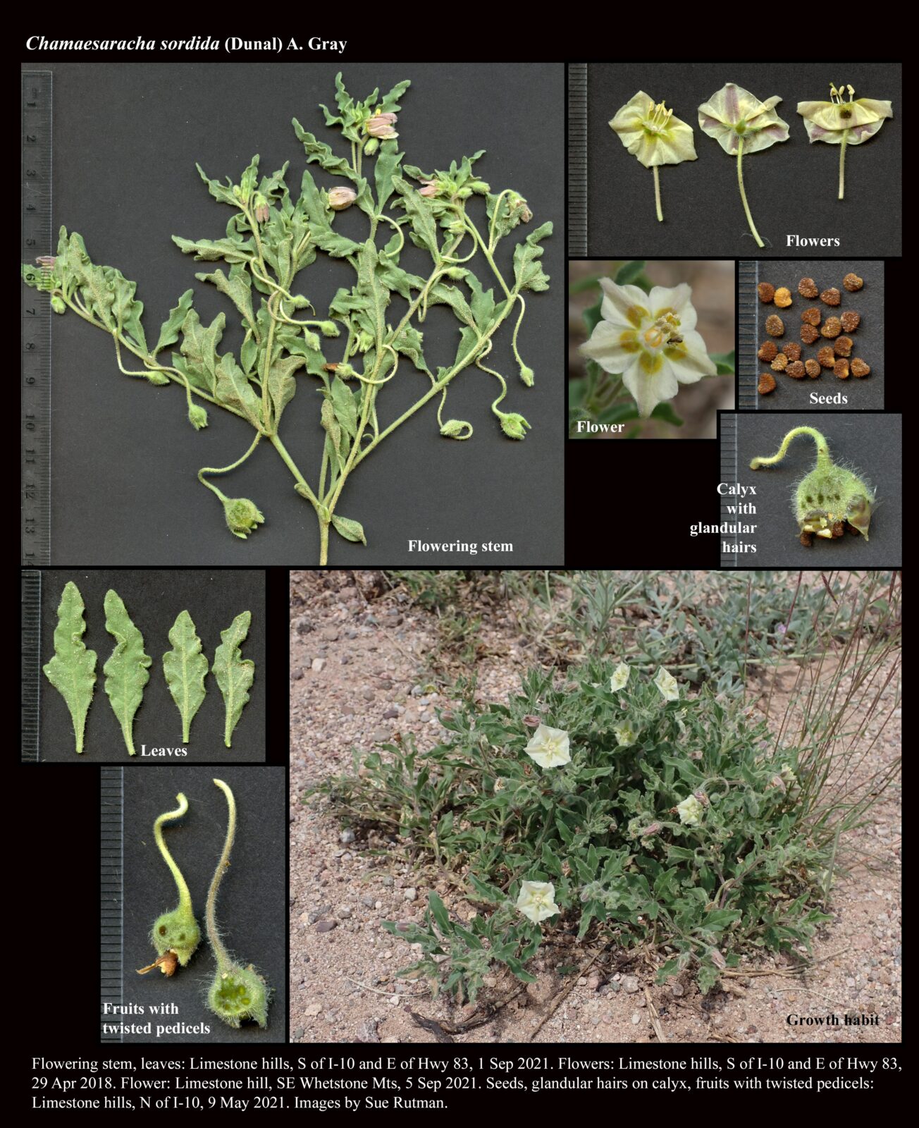 Chamaesaracha sordida : The Arizona Native Plant Society