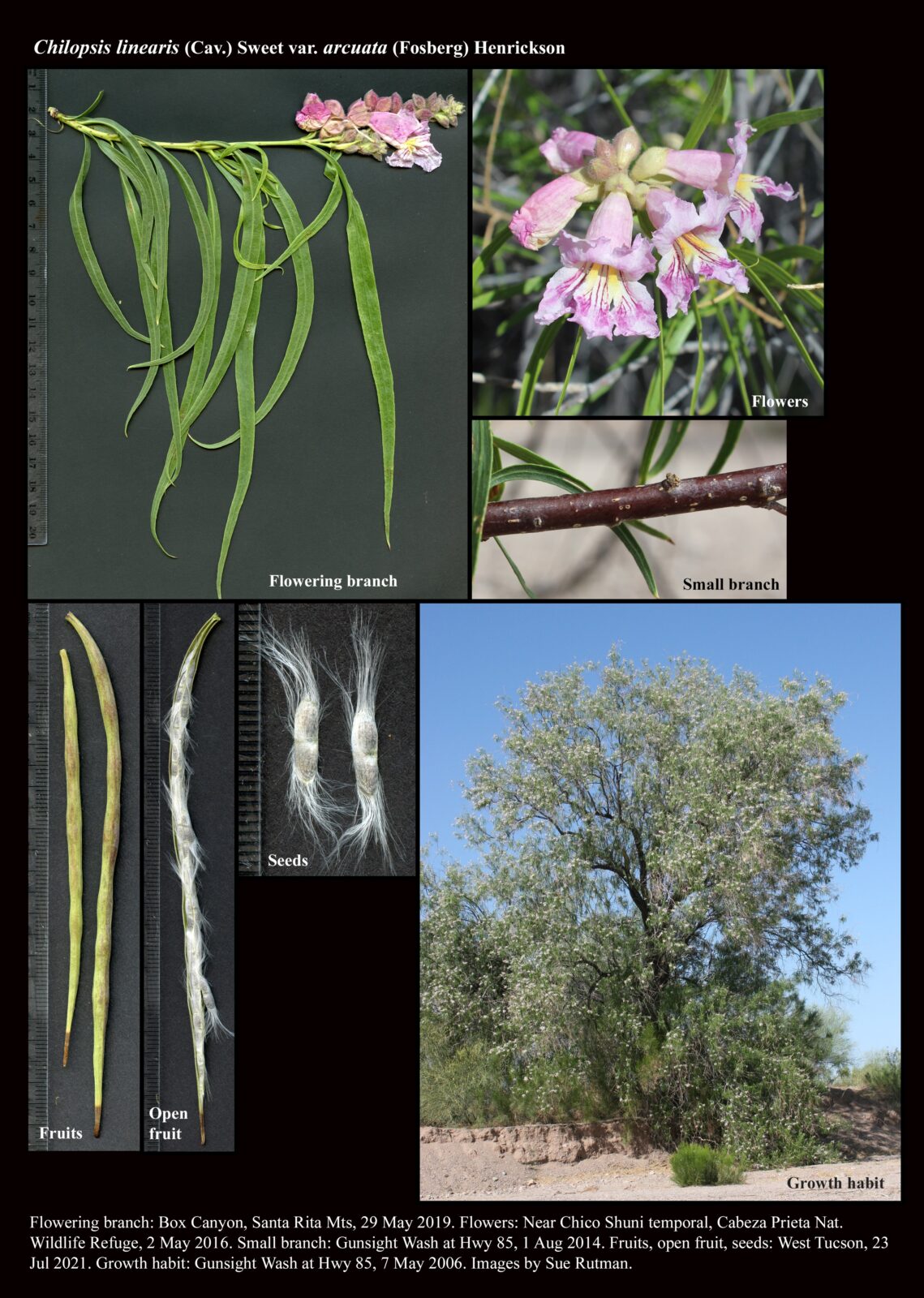 Chilopsis linearis : The Arizona Native Plant Society