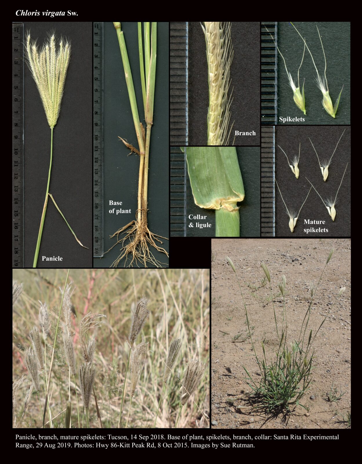 Chloris virgata : The Arizona Native Plant Society