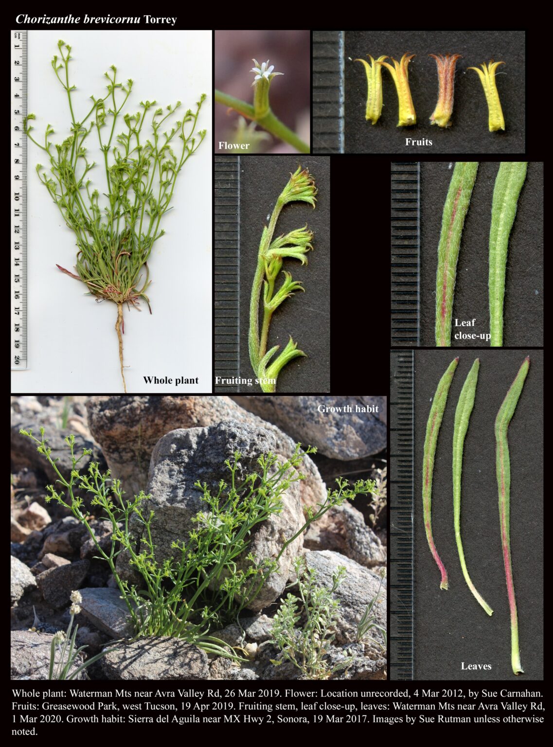 Chorizanthe brevicornu : The Arizona Native Plant Society