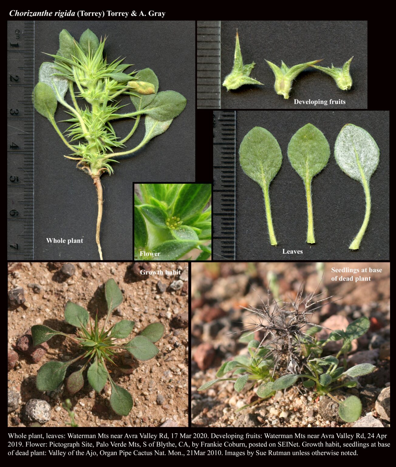 Chorizanthe rigida : The Arizona Native Plant Society