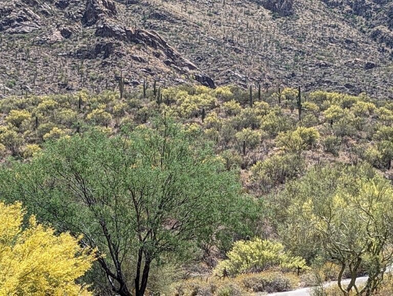 The Beautiful Procession of Palo Verde Flowers : The Arizona Native ...