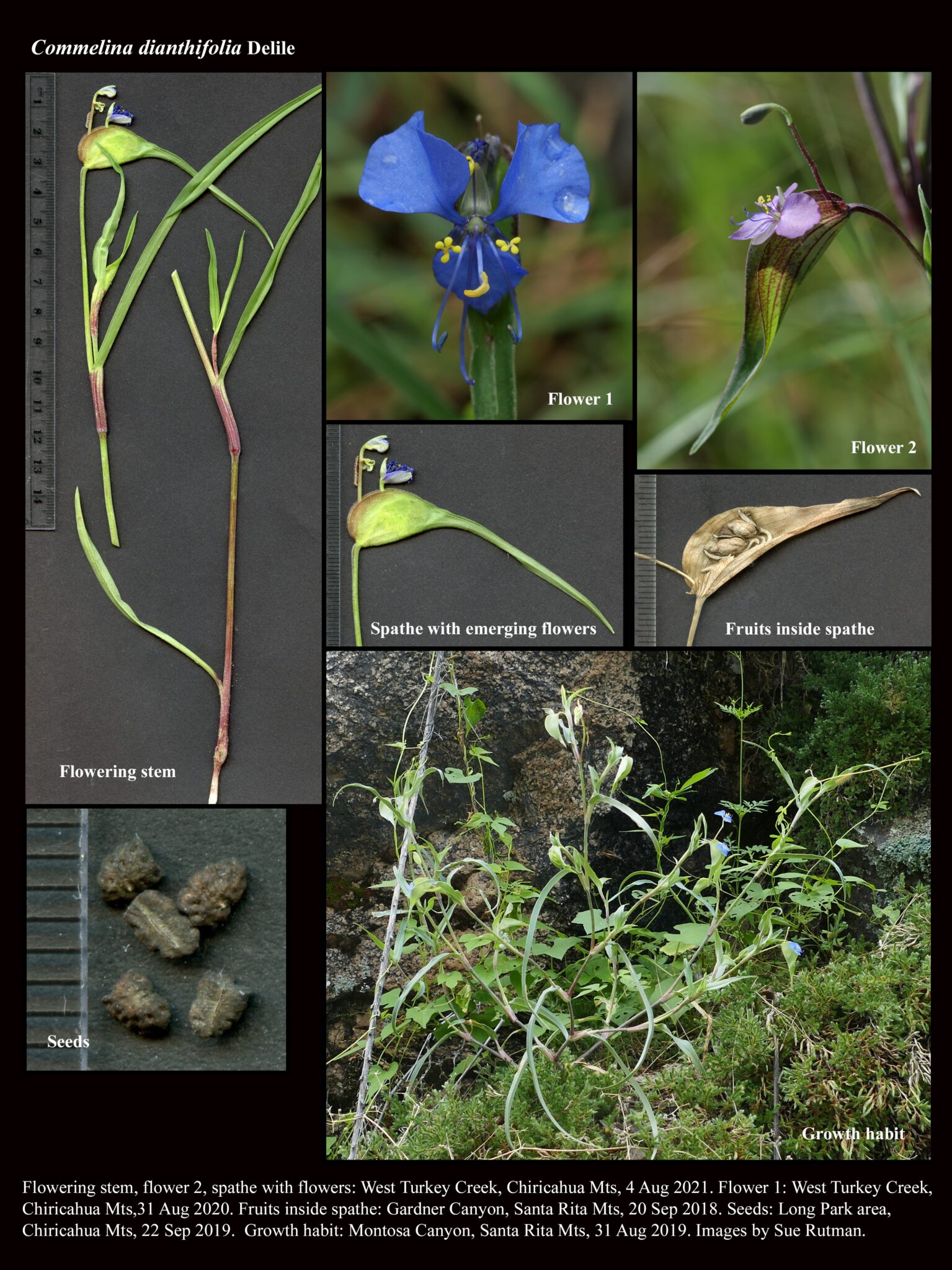 Commelina dianthifolia : The Arizona Native Plant Society