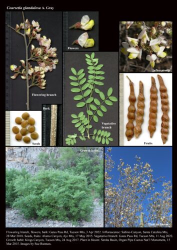 Coursetia glandulosa : The Arizona Native Plant Society