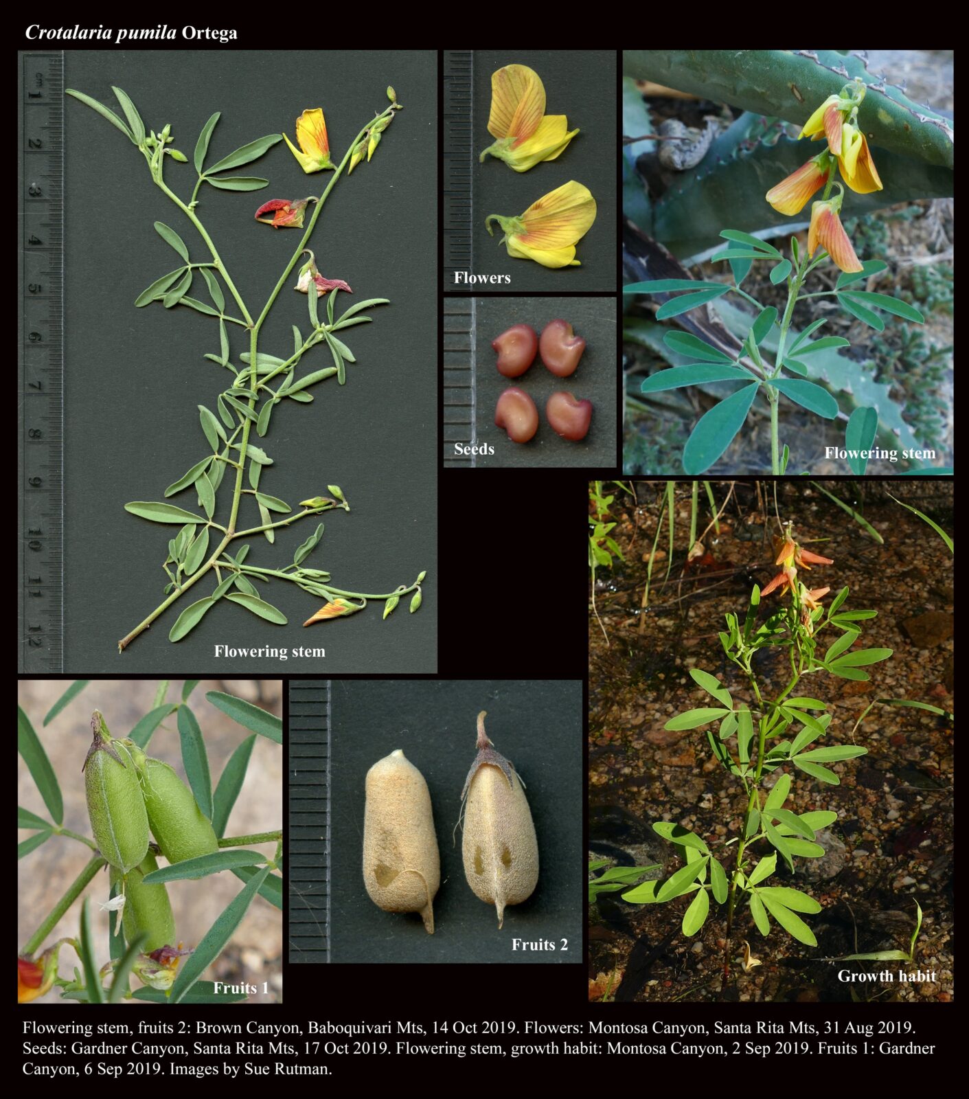 Crotalaria pumila : The Arizona Native Plant Society